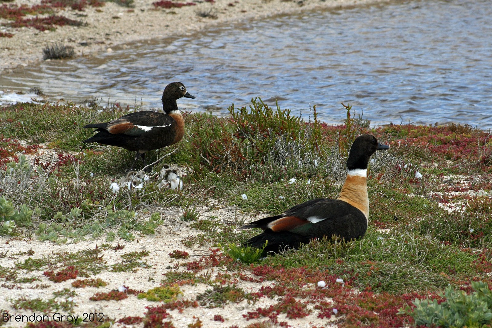 Australian Shelducks with Ducklings - Rottnest Island, 25th September 2012