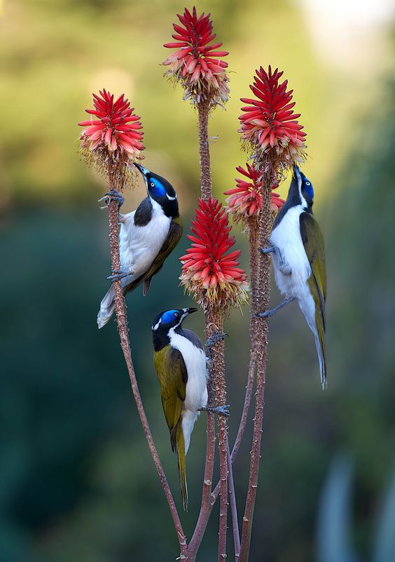 ANIMALES: AVES Y FLORES