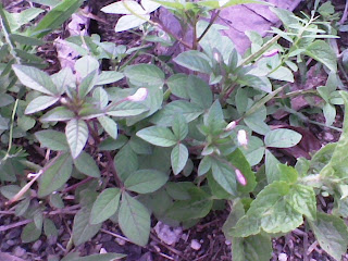 Ulam: Ulam yang tumbuh liar di sekitar halaman rumah