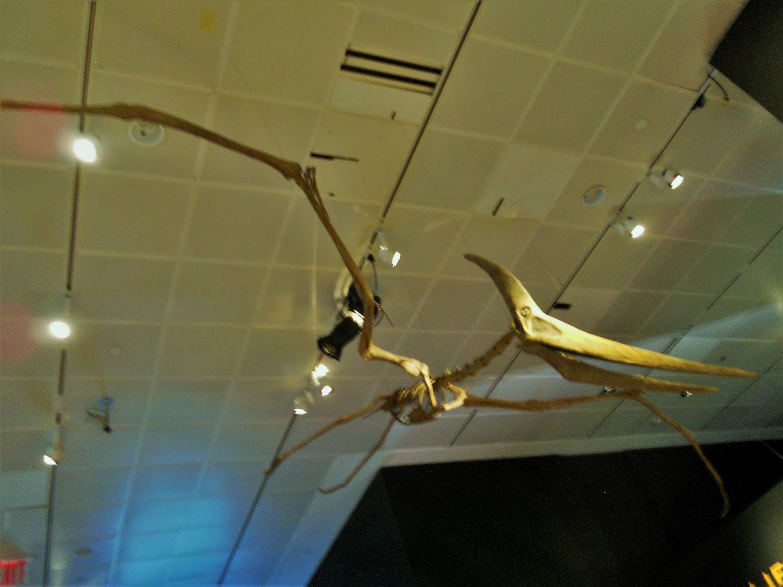 Prehistoric Beast of the Week: Pteranodon: Beast of the Week