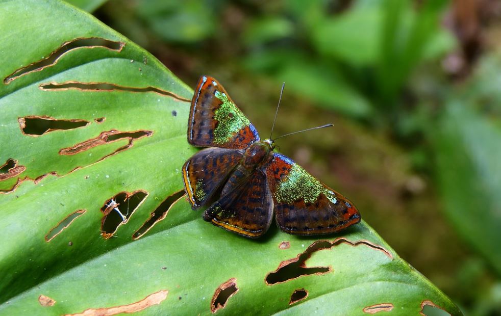 JÓIAS DA NATUREZA: CARIA RHACOTIS - (Godman & Salvin, 1878)