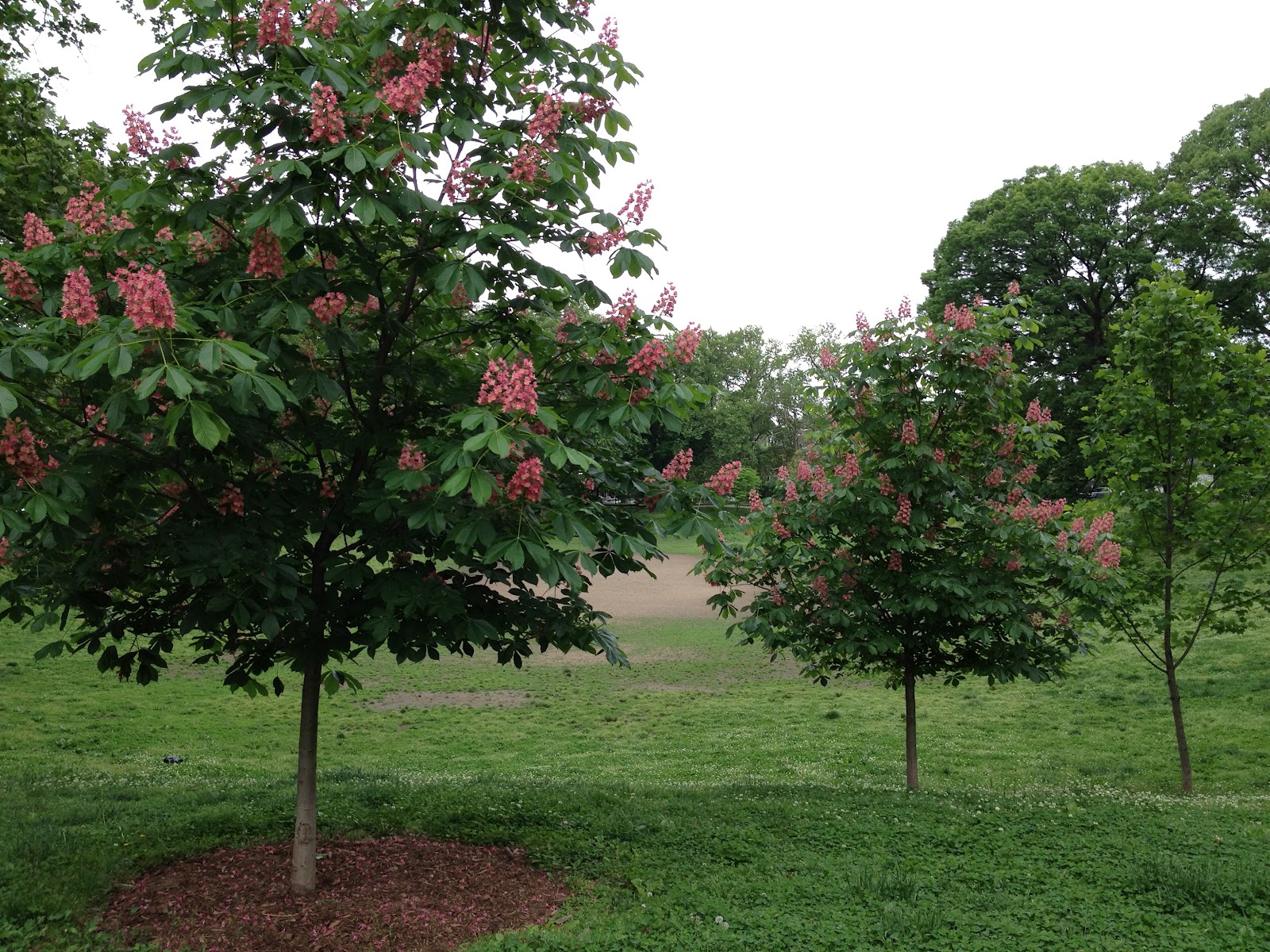 PHILLY TREES: THE PHILADEPHIA UNDERSTORY