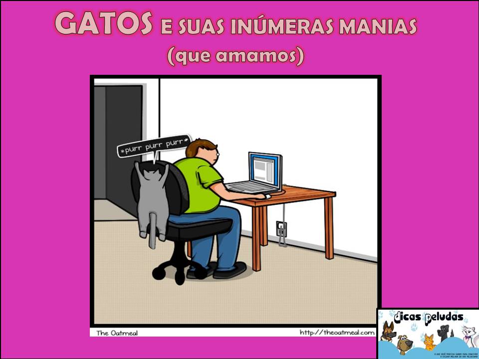 OS ANIMAIS AMAM!: Conheça seu gato e suas manias!