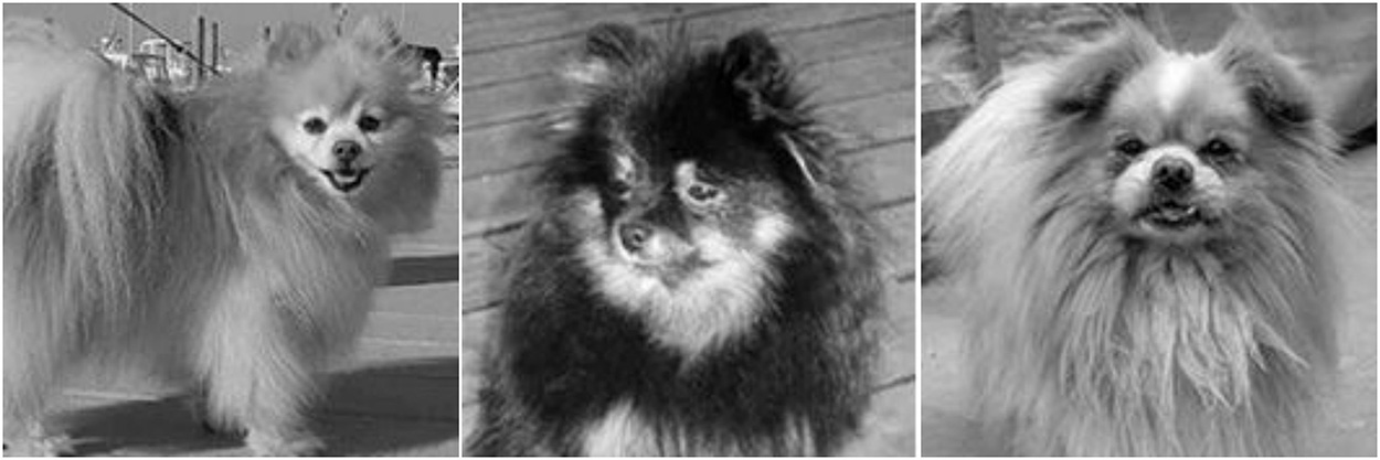 Remembering the dogs of the Titanic - 107 years ago | Australian Dog Lover