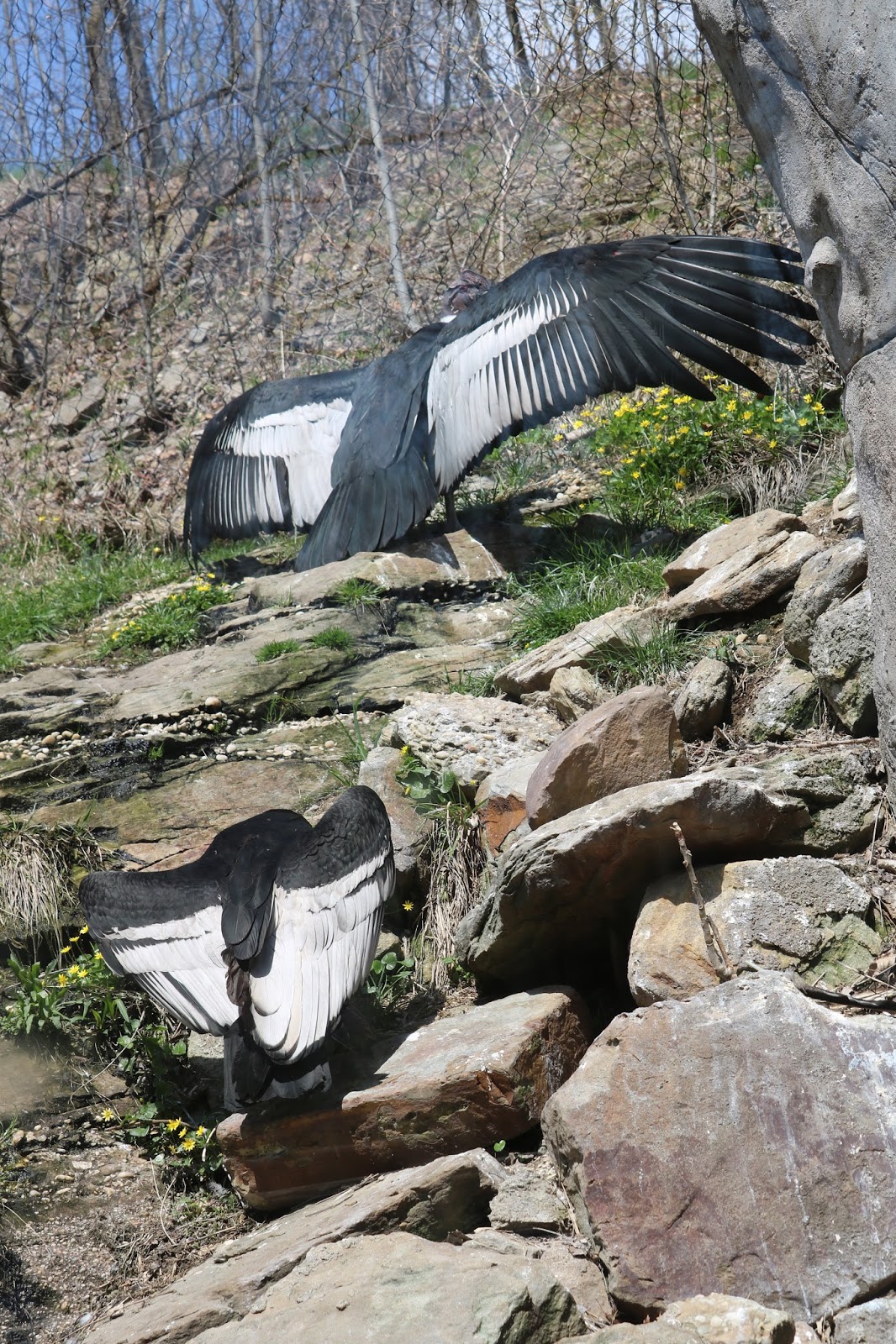 Turkey Vulture / /Andean Condor At The Akron Zoo