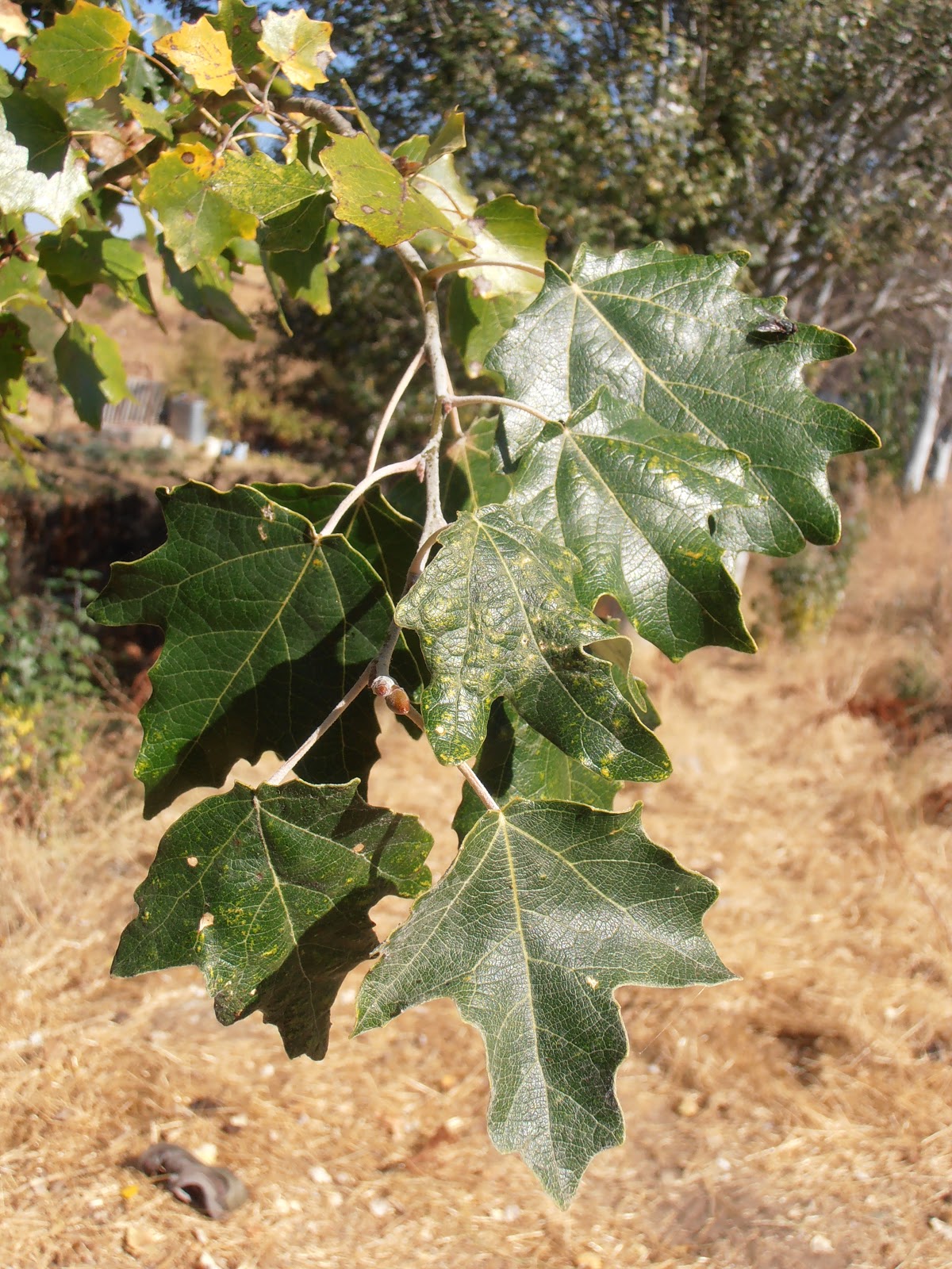 Entre plantas y bichos: Populus alba (Alamo blanco, chopo blanco)
