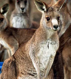 Apaixonados por Pets: Os Cangurus