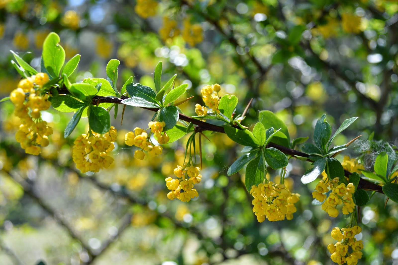 BLOG DE LA CIERVA ANTONIA: Arlo o Agracejo (Berberis vulgaris)