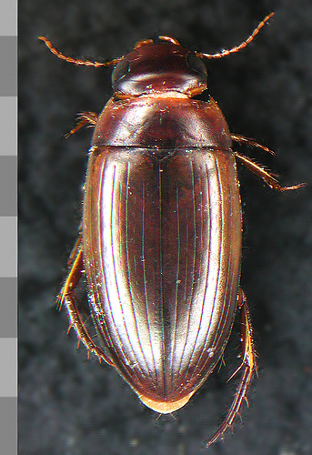 INSECTOS DE P.R. In Memoriam Dr Luis F Martorell y Dr Alain Liogier ,DR ...