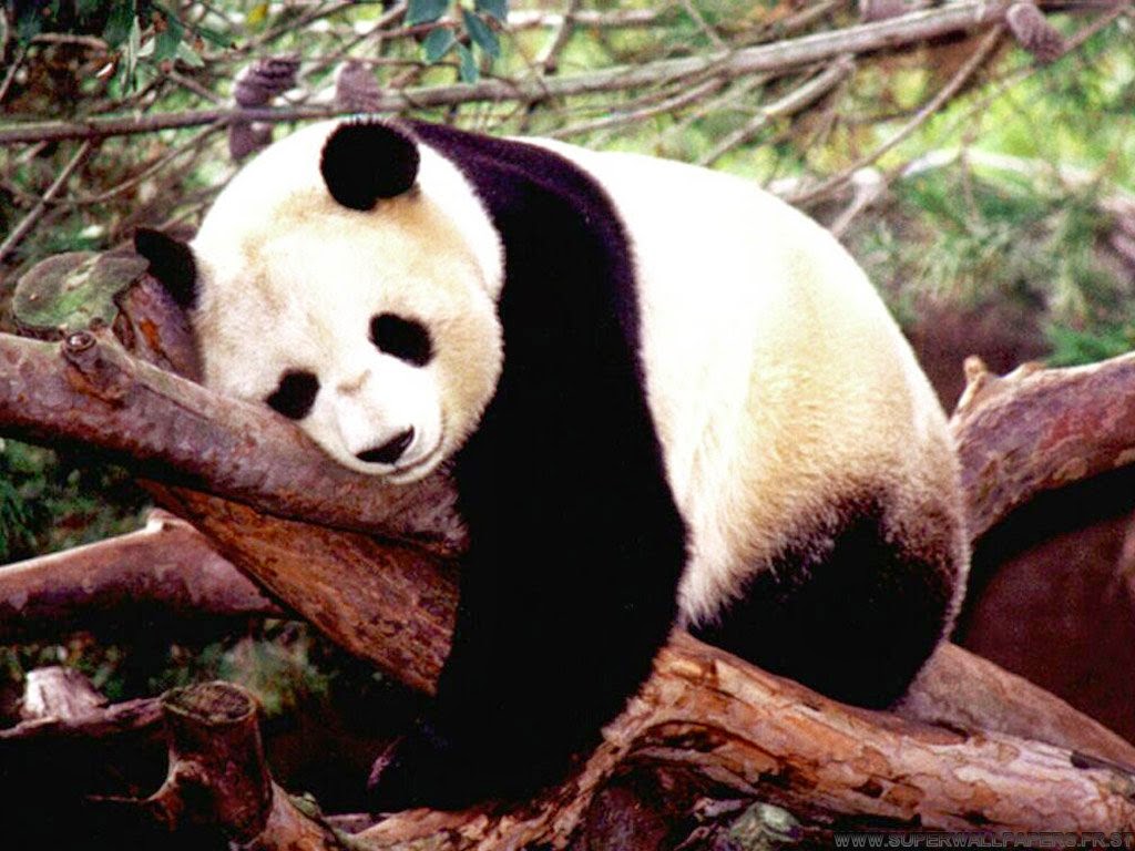 Amamos os Animais: urso panda,o timido urso das montanhas