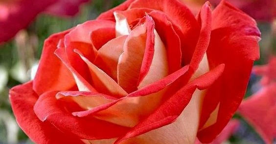 Garden Therapy: Most Beautiful Flowers On Pinterest