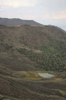 Great Basin Ute: Alta Toquima Wilderness, Nevada