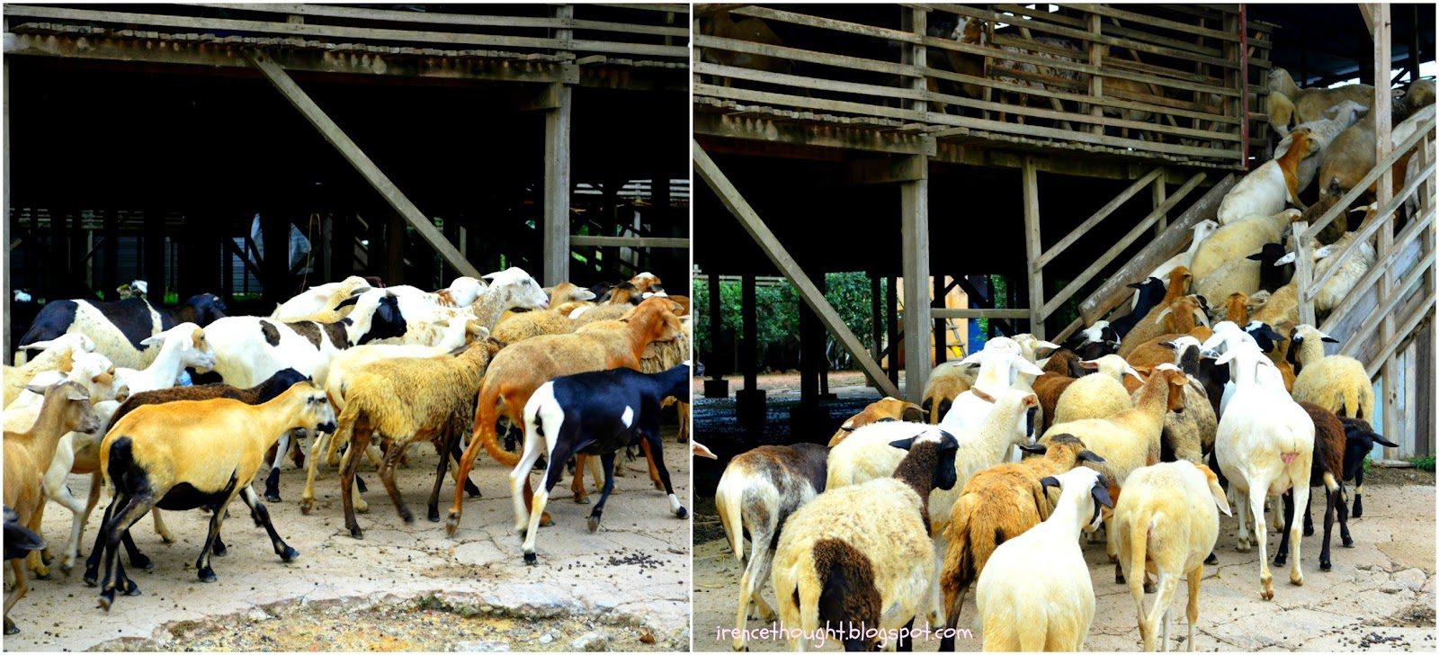 irence ღ thought : [马来西亚：居銮] Kluang UK Farm 休闲农场 Part 1