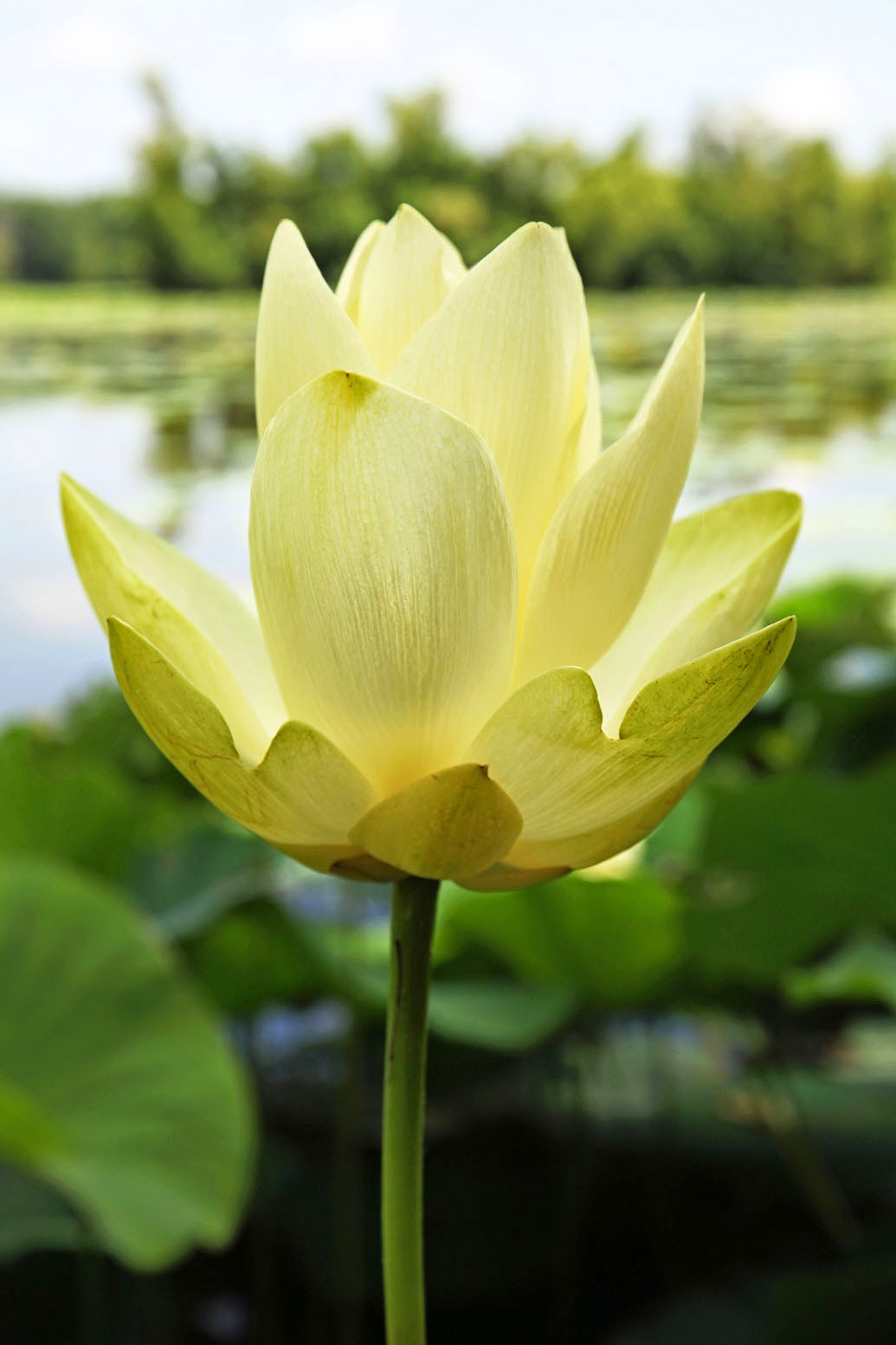 Southern Lagniappe: Claiborne County Lotus Flowers