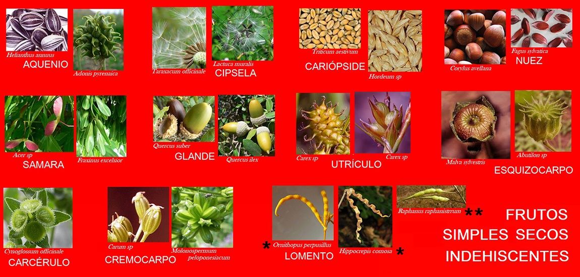 FLORA DE PIRINEOS: Frutos simples secos indehiscentes