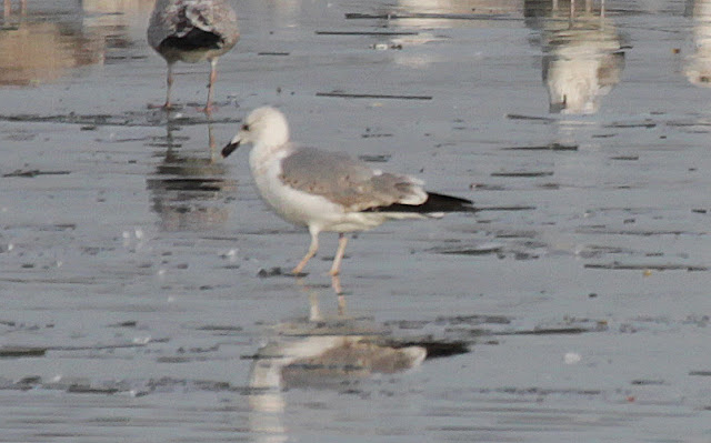 Non-Stop Birding: Gull Run