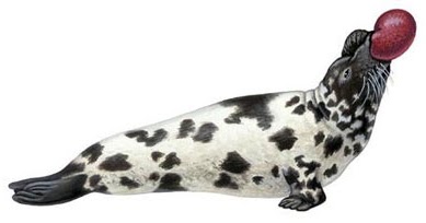 Foca de Casco ~ Animales en Peligro de Extinción