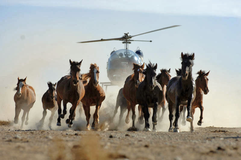 Save the Mustangs: Photos of BLM Roundups