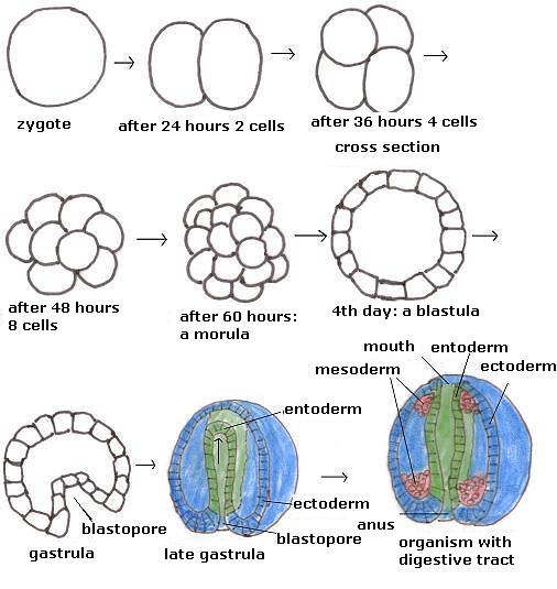 3 Tahapan Perkembangan Embrio (Morula , Blastula, dan Gastrula ...