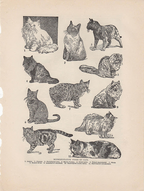 One Woman's Hands: freebie images - dictionary pages 2