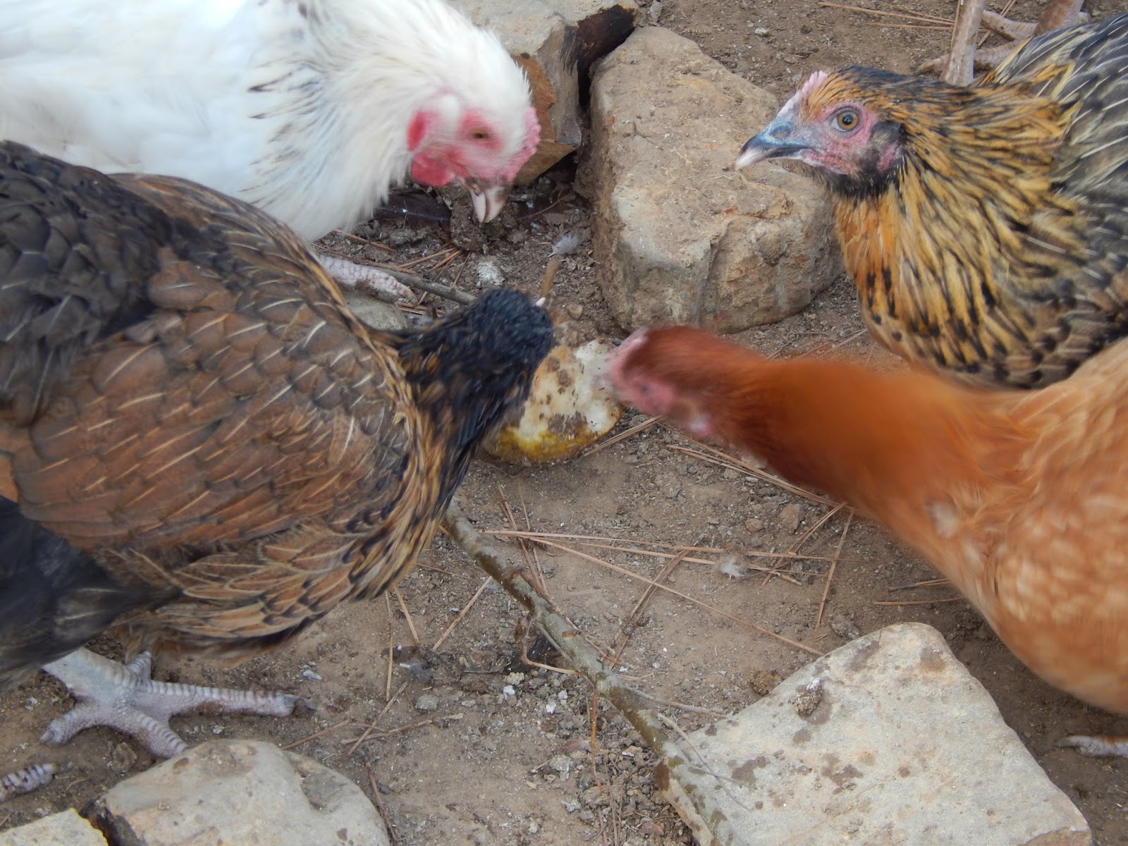 Thoughts from Frank and Fern: Homestead News, Volume 15