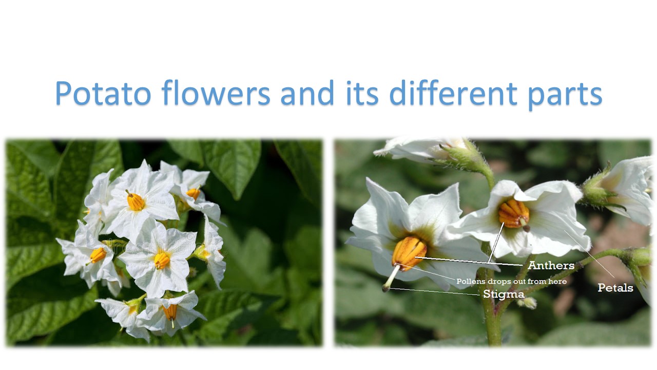 Floral Morphology of Vegetables ~ A2Z Veg-Science