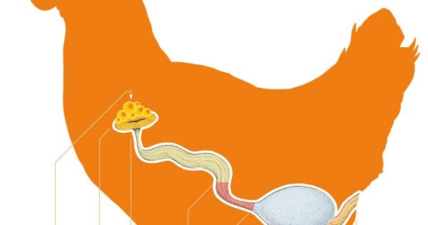 Avicola Gran pechuga: FORMACIÓN DEL HUEVO