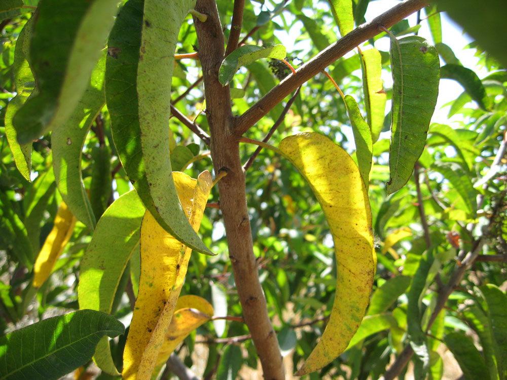 Mother Nature's Backyard - A Water-wise Garden: Plant of the Month ...