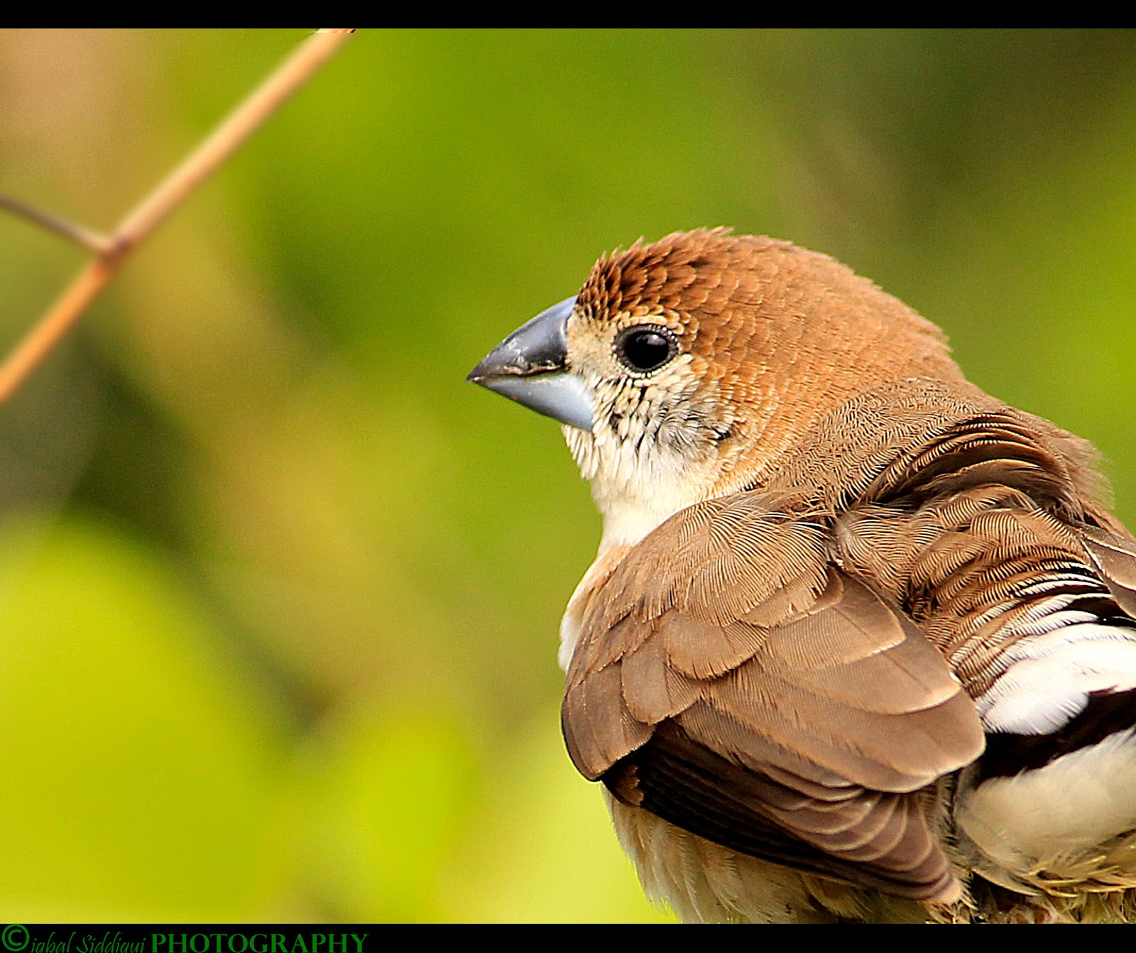 Story through my lens: The Indian Silverbill or White-throated Munia ...
