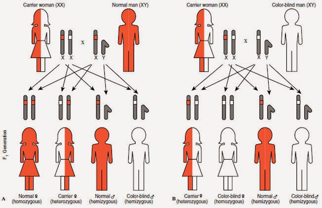 Bionomipa: Indikator 34: Pewarisan Cacat/Penyakit Menurun pada Manusia