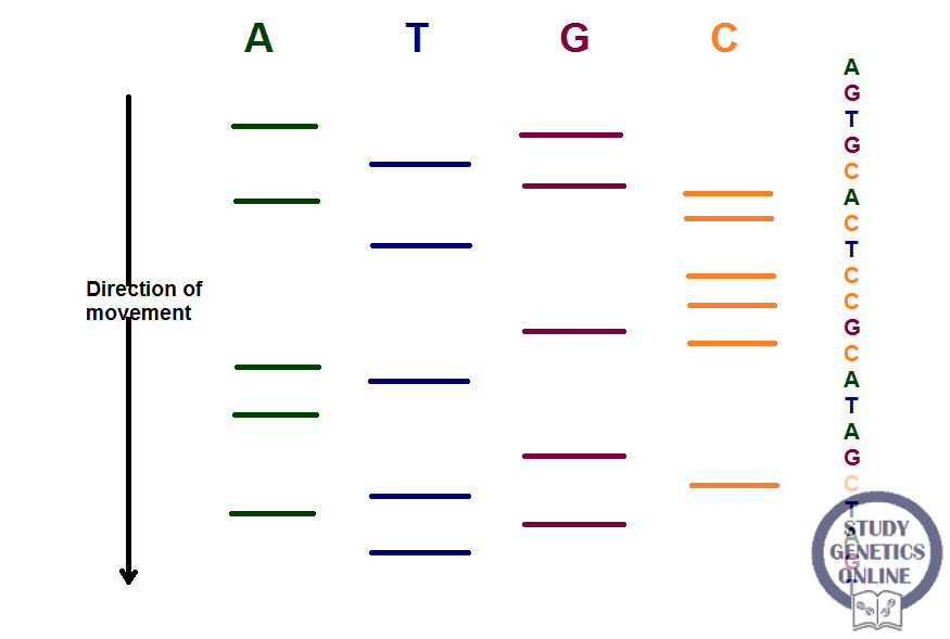 Study Genetics Online: DNA sequencing