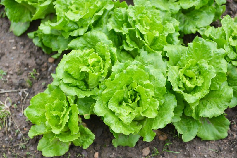 Impresionantes beneficios de la lechuga para la salud