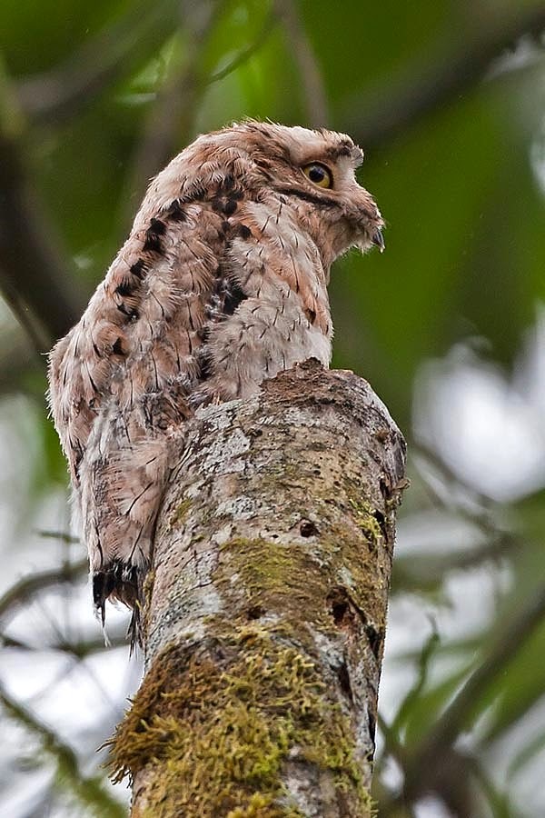 Bird Guide: Costa Rica is Calling!