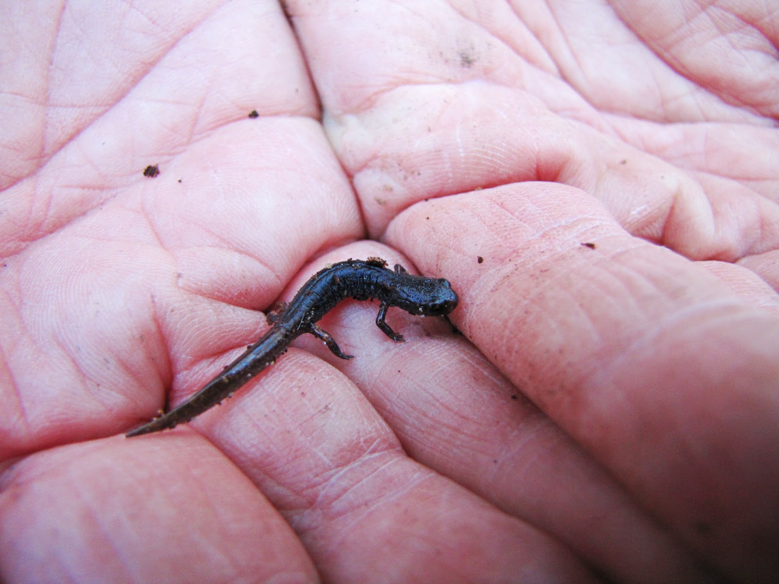 Through Handlens and Binoculars: Still Time To See Sallies