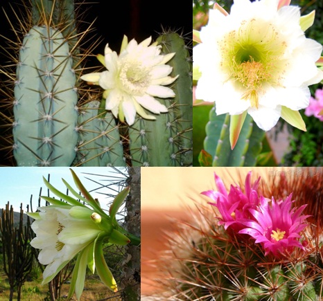 Bio Cactaceas: Conhecendo a morfologia das Cactáceas...