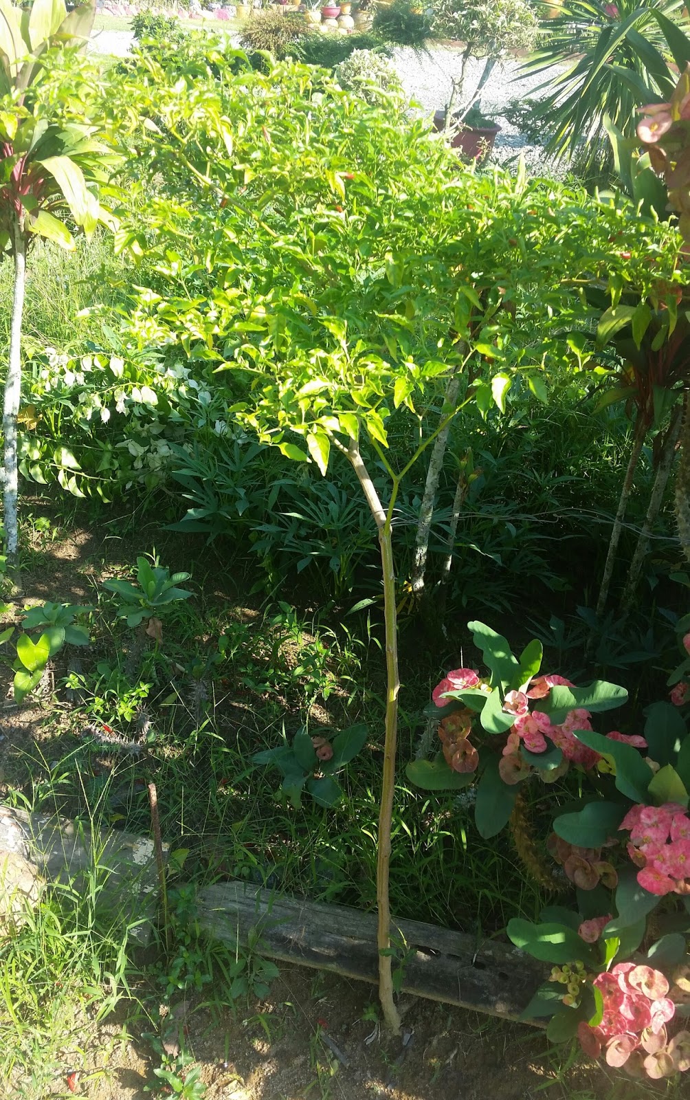 Warisan Petani: Pokok Cili Padi.