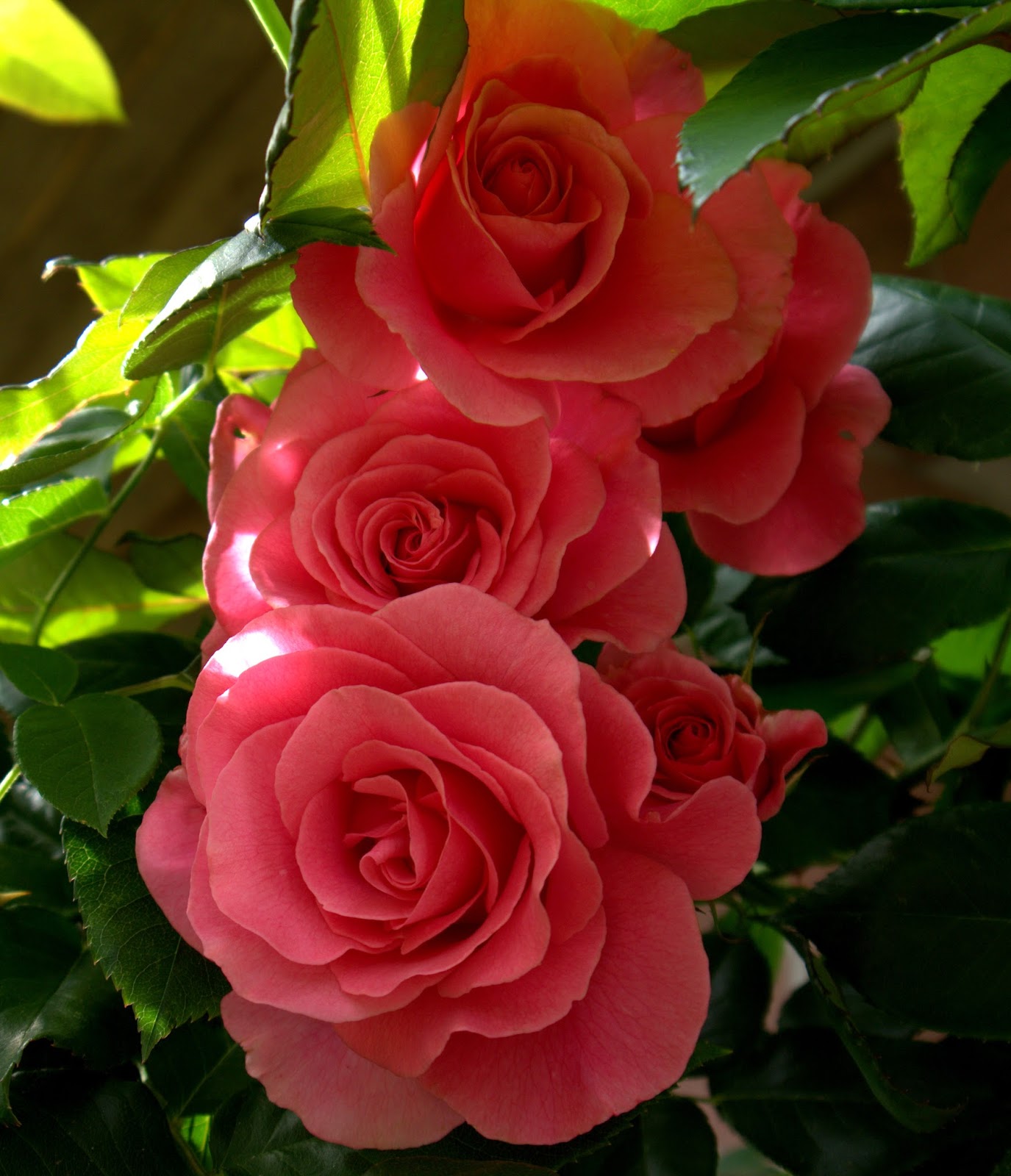 auchwas + nochwas: S/W-Fokus am Montag "Meine älteste Rose"