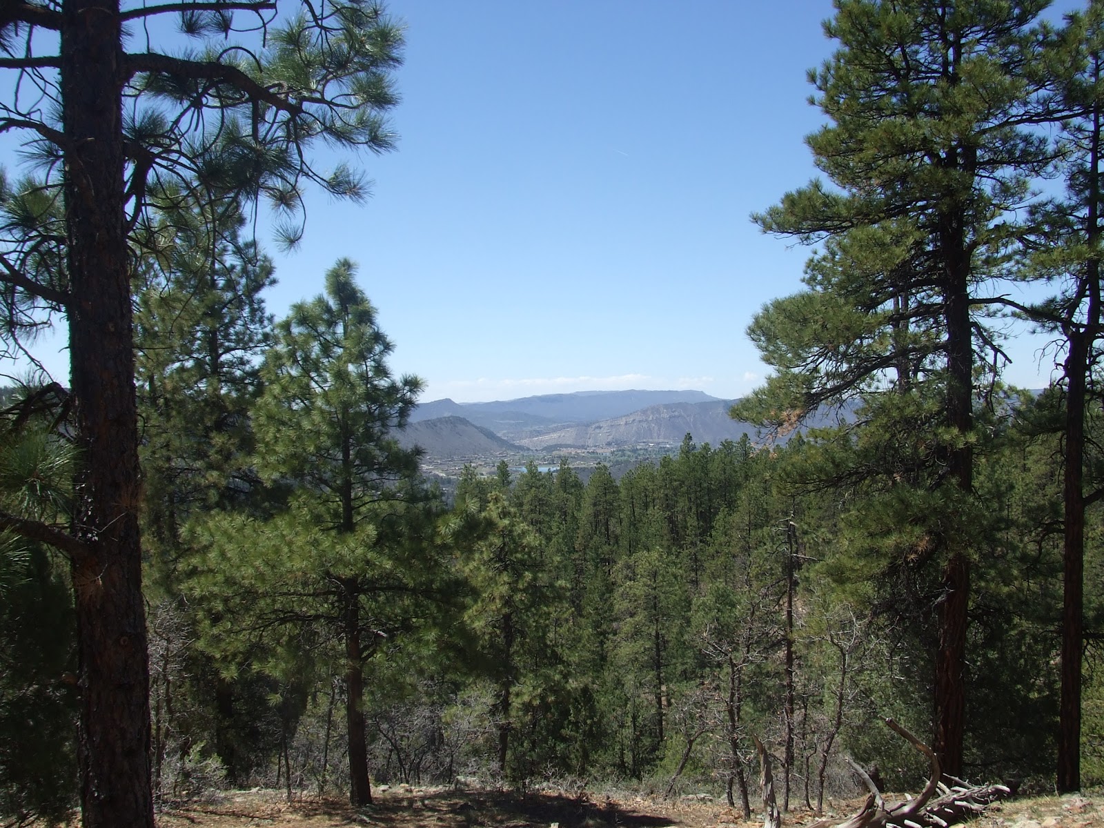 Durango Daily Photo: Ponderosa Forest