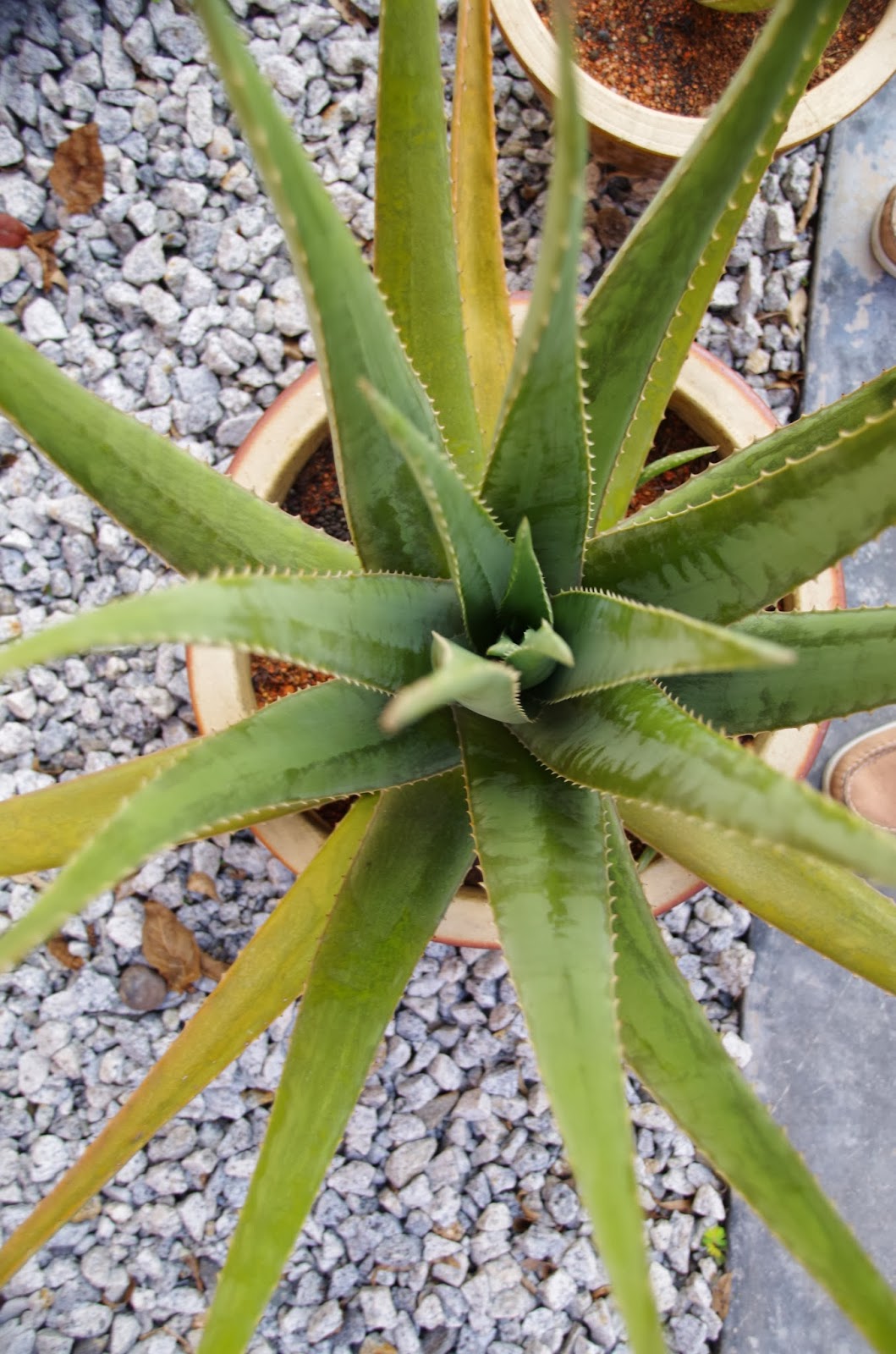 Trees and Plants: Aloe Vera