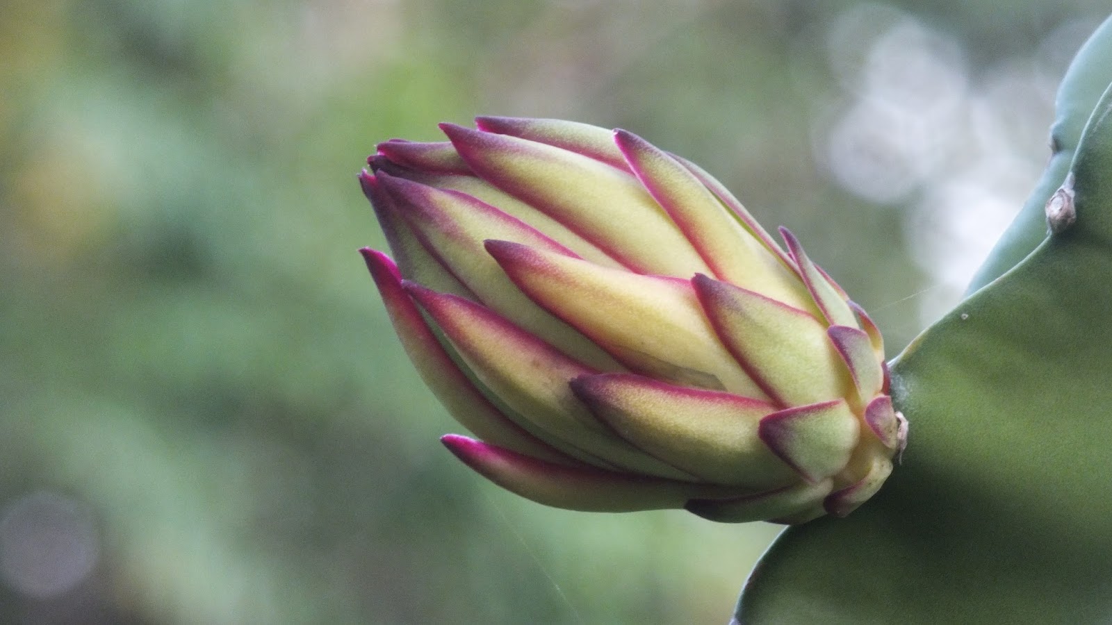 Kuncup Bunga Naga - ayunda
