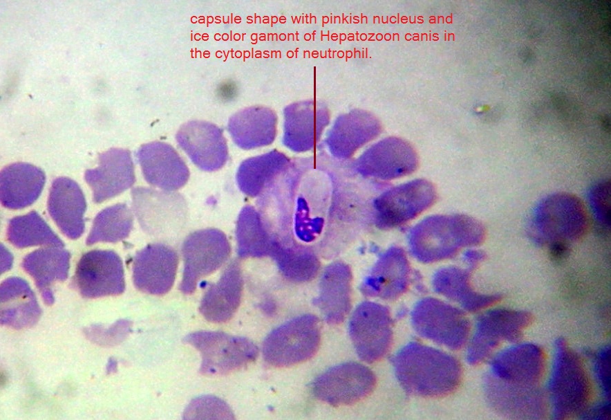 VETERINARY PARASITOLOGY: HEPATOZOONOSIS