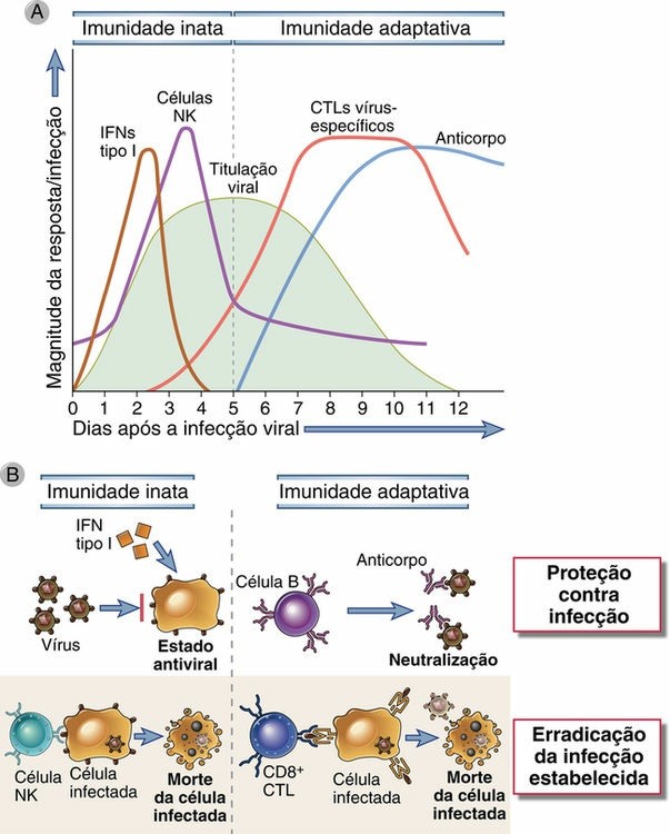 FIGURA 16-7 Respostas imunológicas inata e adaptativa contra vírus.