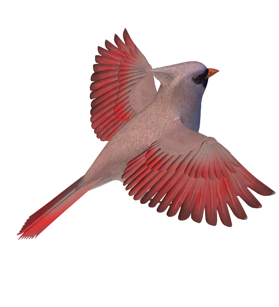 Photoscape Editor: Birds PNG Images