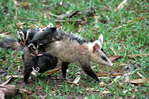 Natureza, Perfeição sem tamanho...