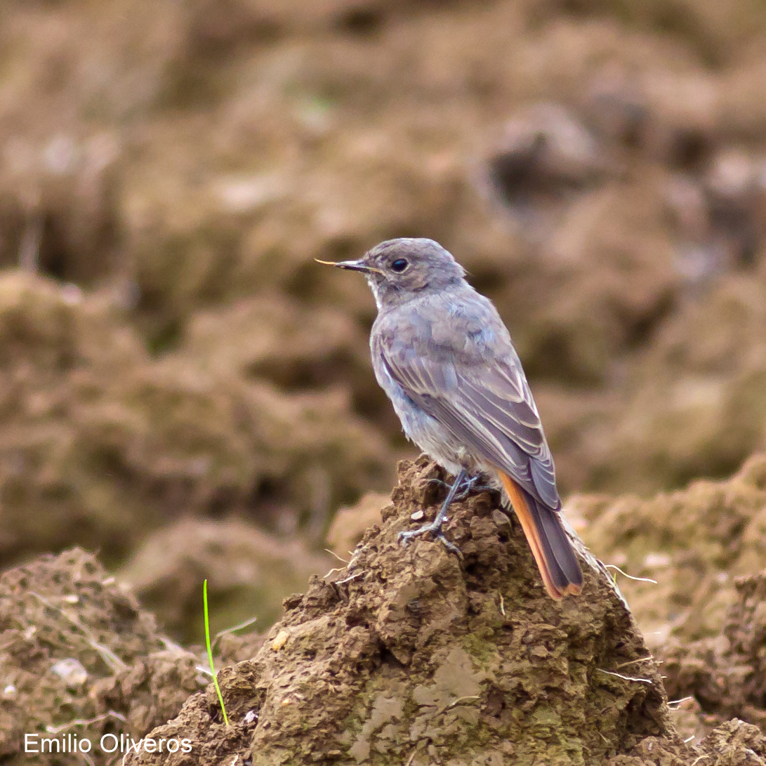 HEGAZTIKLIK: COLIRROJO TIZÓN (Phoenicurus ochruros)