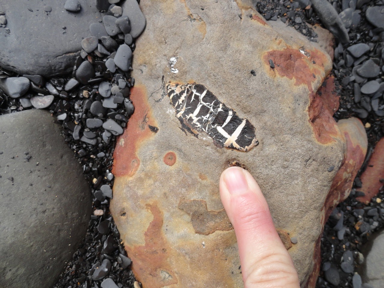 WIPS Trips: Fossil Hunting in England's Jurassic - Saltwick Bay, Whitby