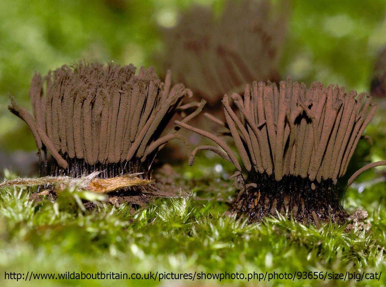 Bizarre Creature of the Day: Creature 139: Stemonitis fusca