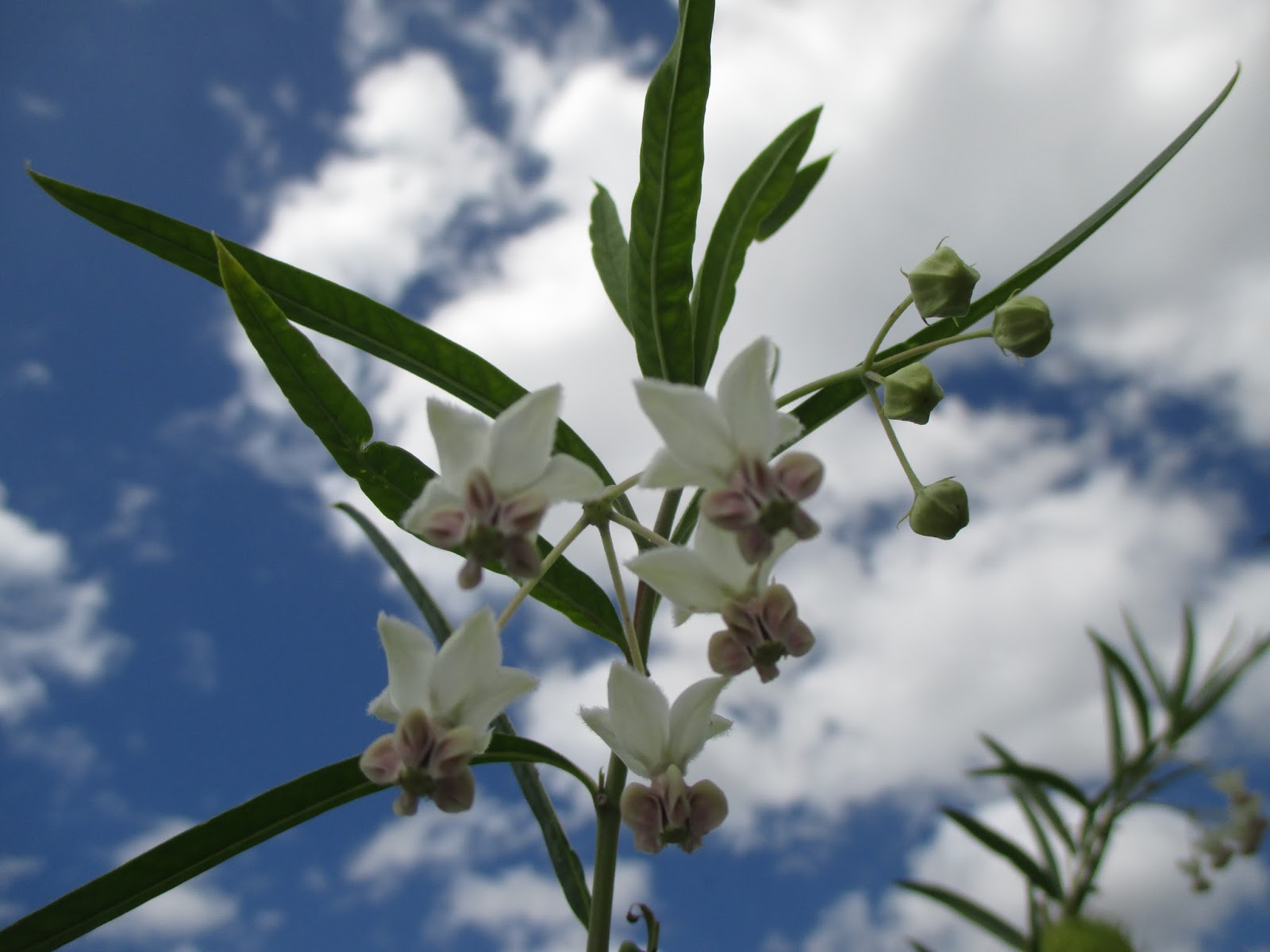 Kamo Lady: SWAN PLANTS