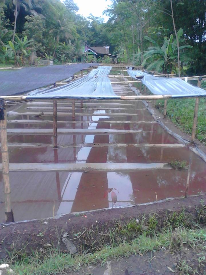 Budidaya Cacing Rambut Gampang Hasilkan Jutaan Rupiah Setiap Bulan ...