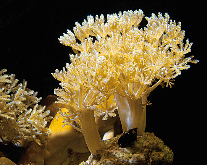 Peces y plantas ornamentales: Xenia spp. - Corales Pulsantes